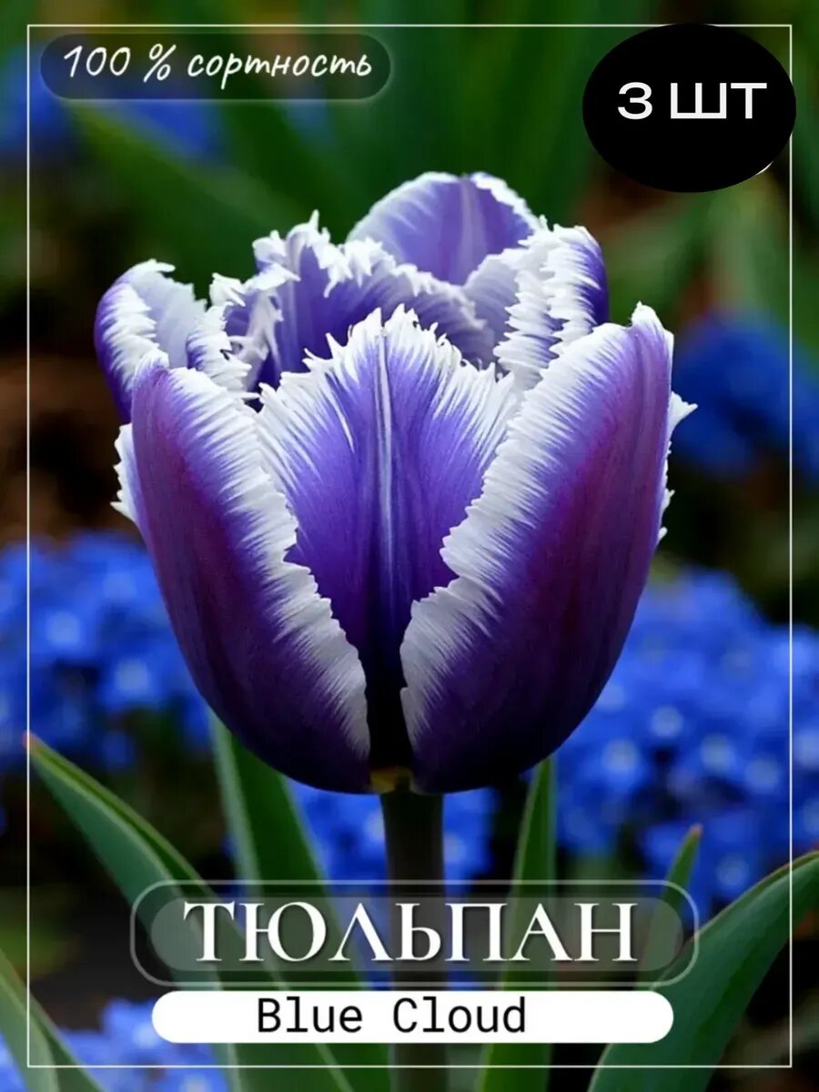 Луковицы тюльпанов