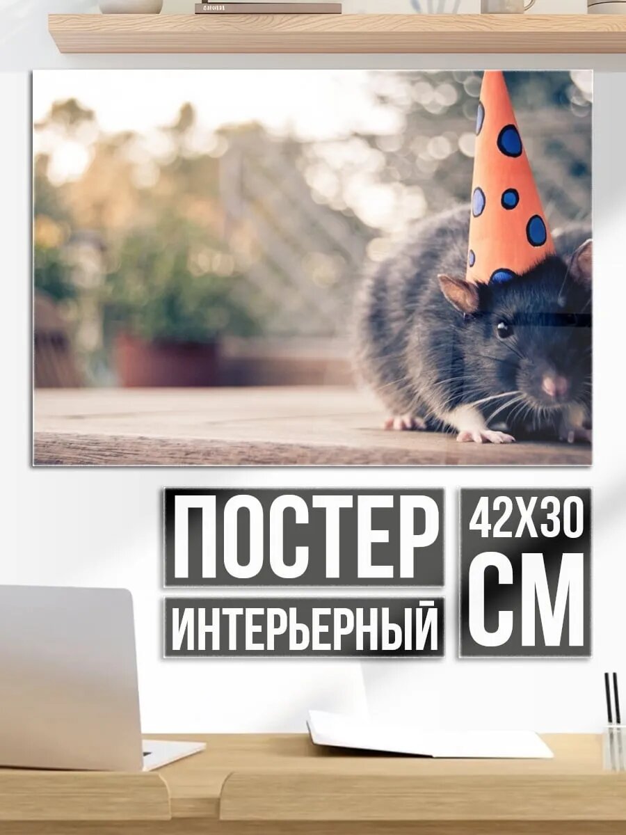 Плакат постер Крыса в колпаке