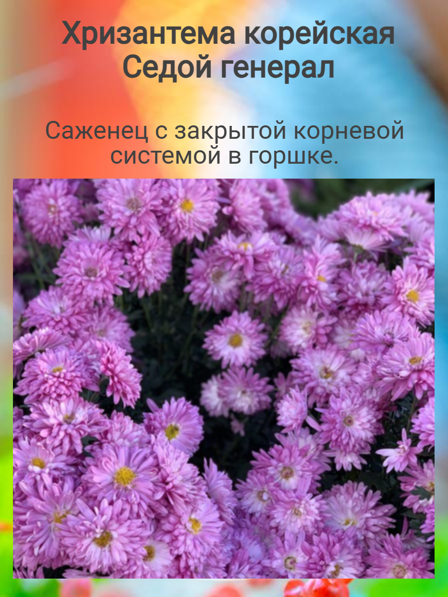 Хризантема корейская Седой генерал
