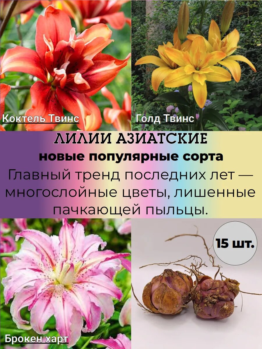 Лилии азиатские, новые популярные сорта, сет из 15 луковиц