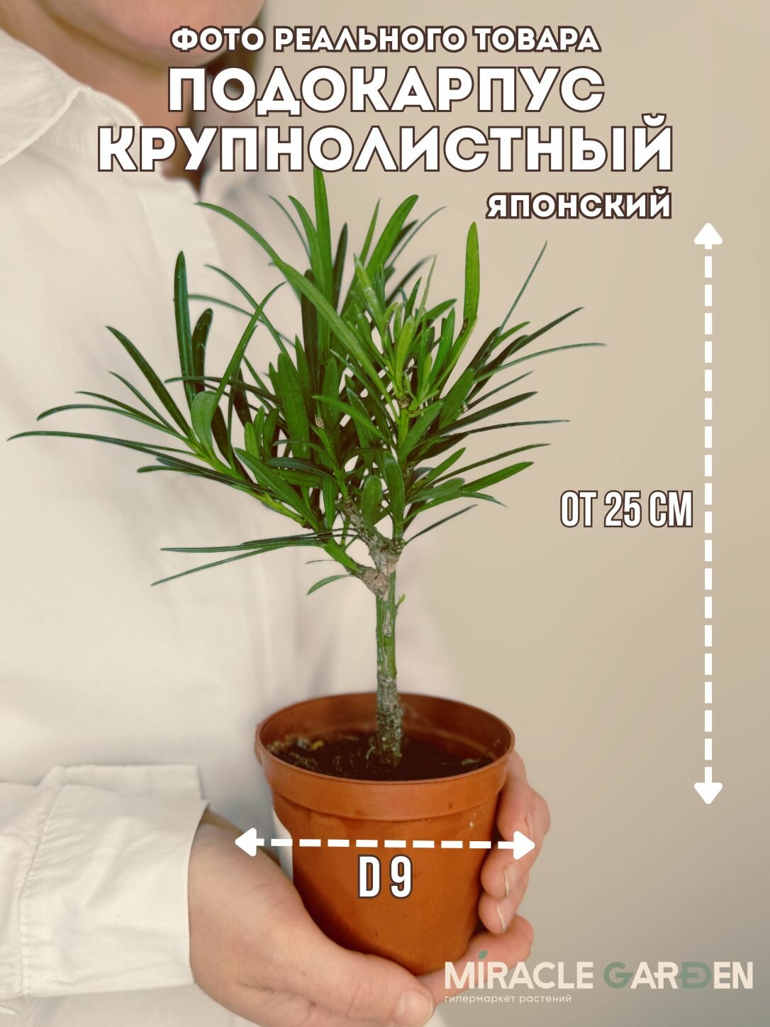 Подокарпус Бонсай живое растение крупнолистный Japanese Hinoki Cypress 25 см D9