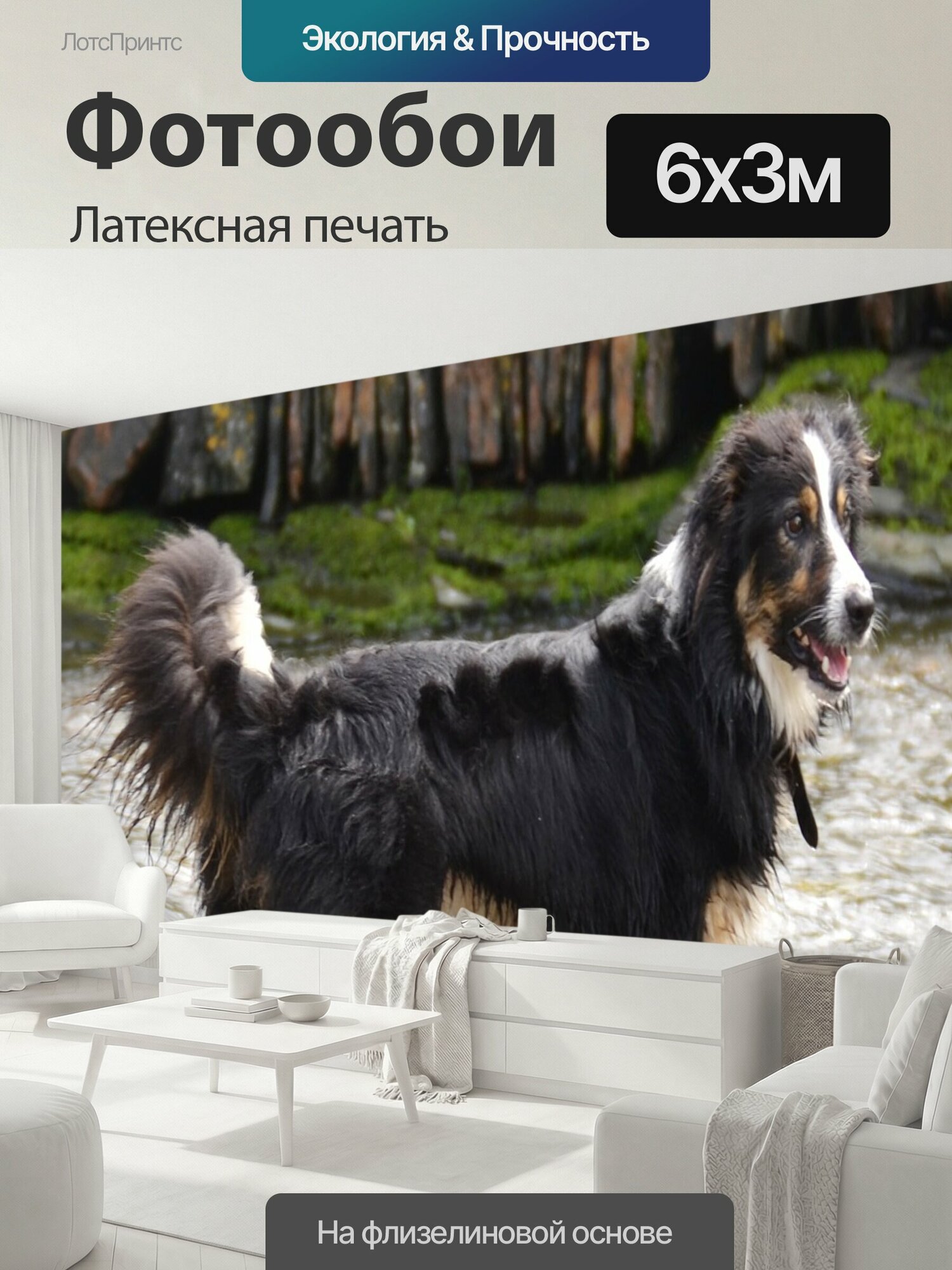 Фотообои моющиеся ударопрочные "Бордер-колли, собака, овчарка" 600x300 см. латексная печать
