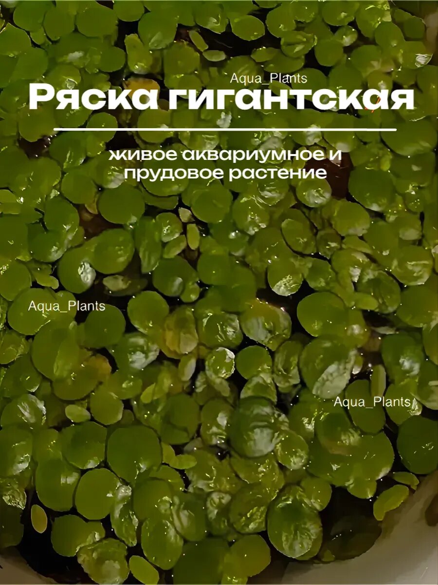 Живые аквариумные растения "Ряска гигантская", плавающие на поверхности, м