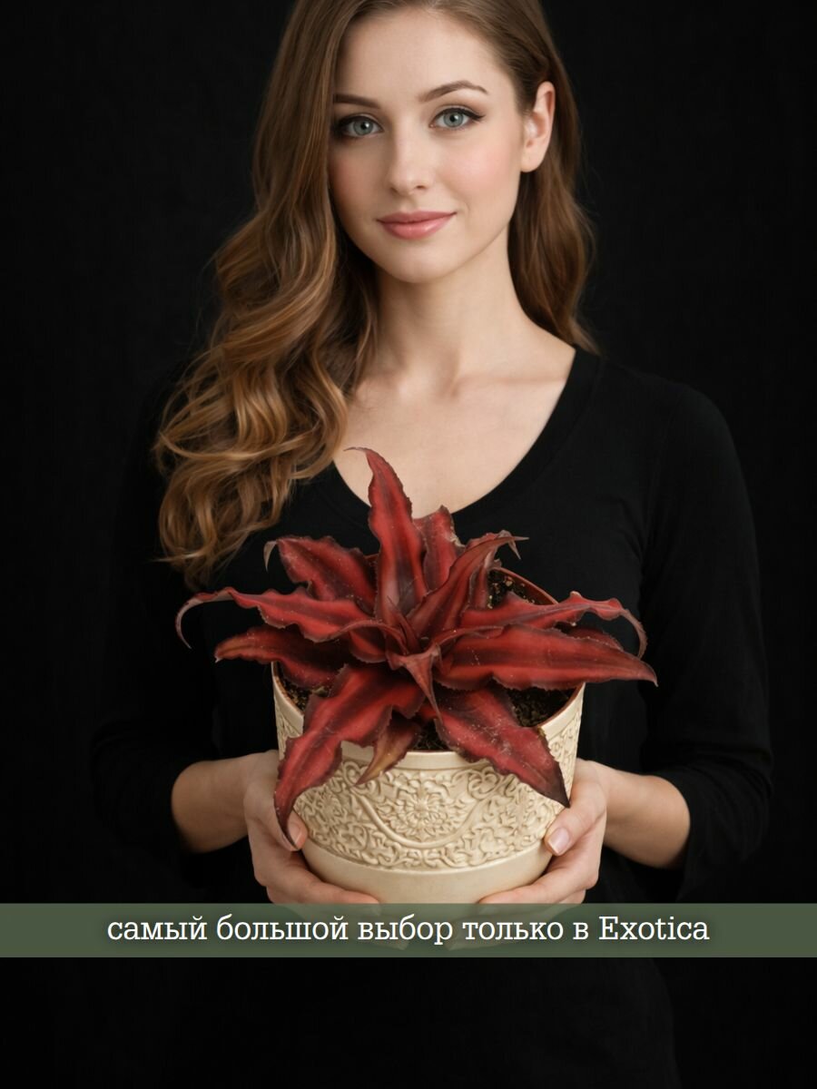 Криптантус Ред Стар (Cryptanthus Red Star) D5см, домашний цветок — фото 1
