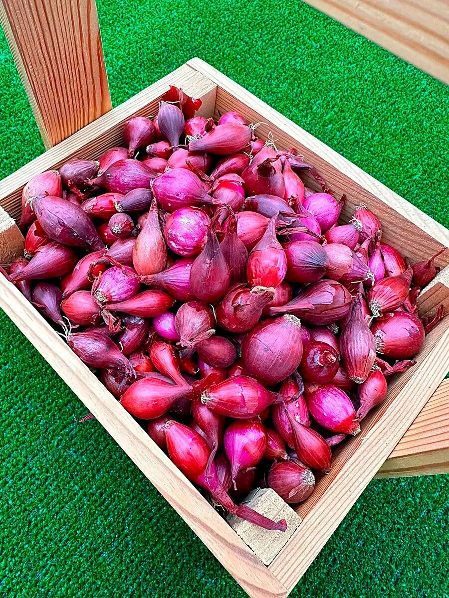 Лук-севок Ред Барон 14/21 0.5кг