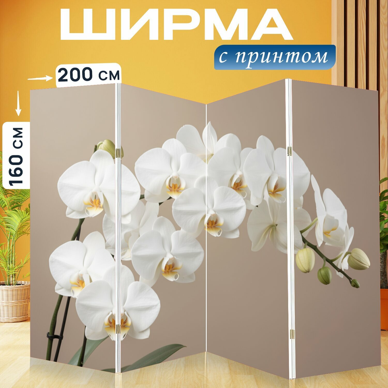 Ширма "Белая орхидея на бежевом фоне. Нежная ветка фаленопсиса с крупными светлыми лепестками и бутонами в." перегородка для зонирования комнаты с принтом 200x160 см. на холсте