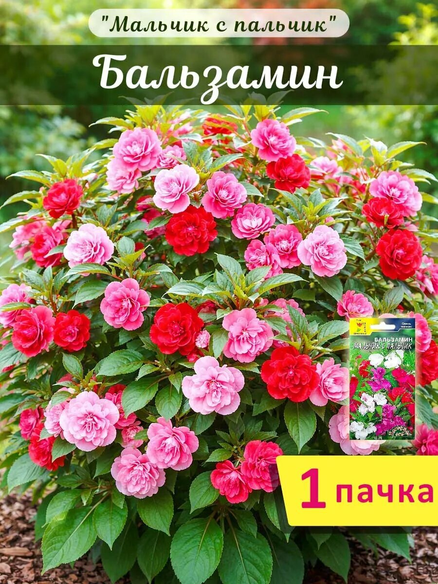 Семена бальзамина махрового «Мальчик с пальчик» – комнатные и садовые цветы для дома, балкона, клумб