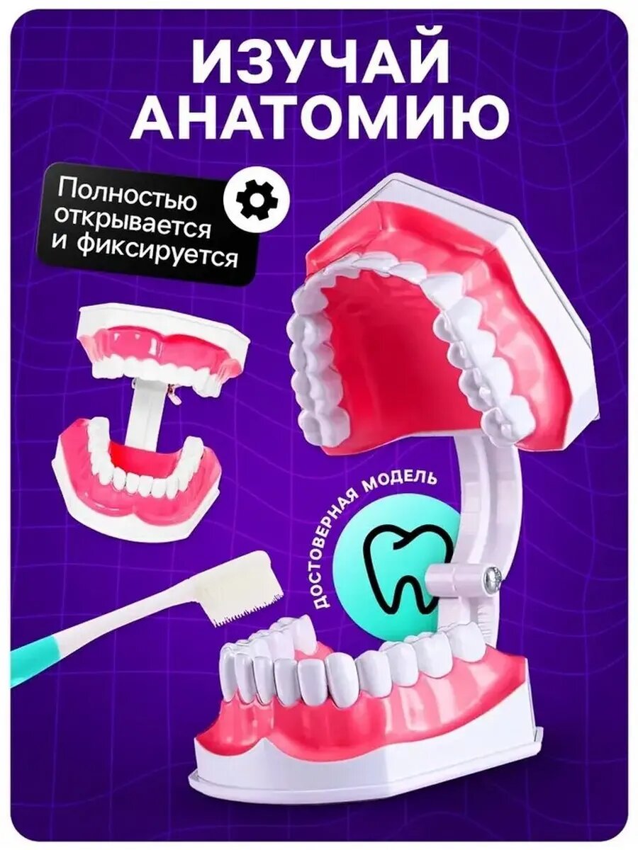 Набор для изучения анатомии челюсти