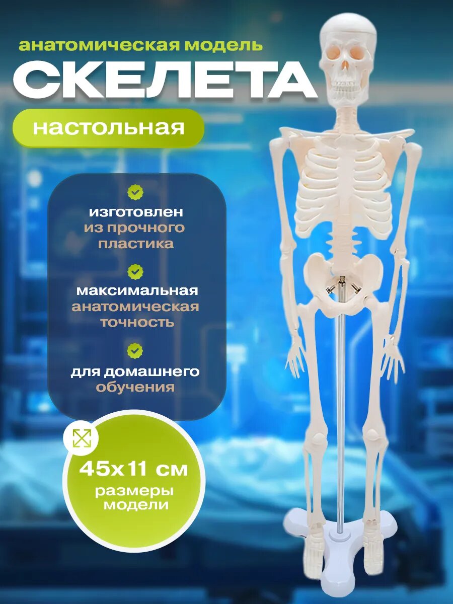 Анатомическая модель скелета человека на подставке 45 см Белый цвет о науке
