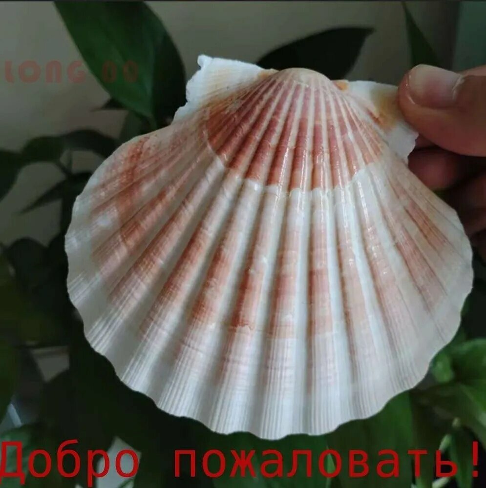 Декорация для аквариума — фото 1