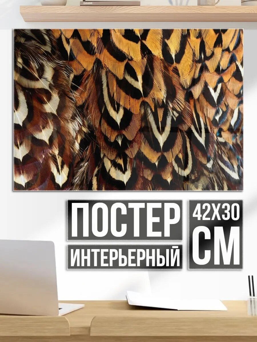 Плакат постер яркие перья птицы