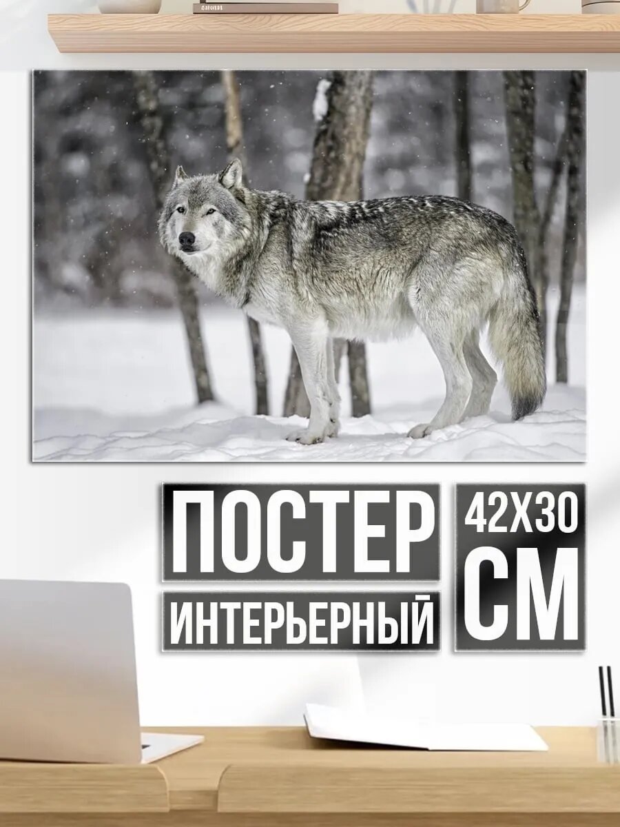 Плакат постер Зимний волк в лесу