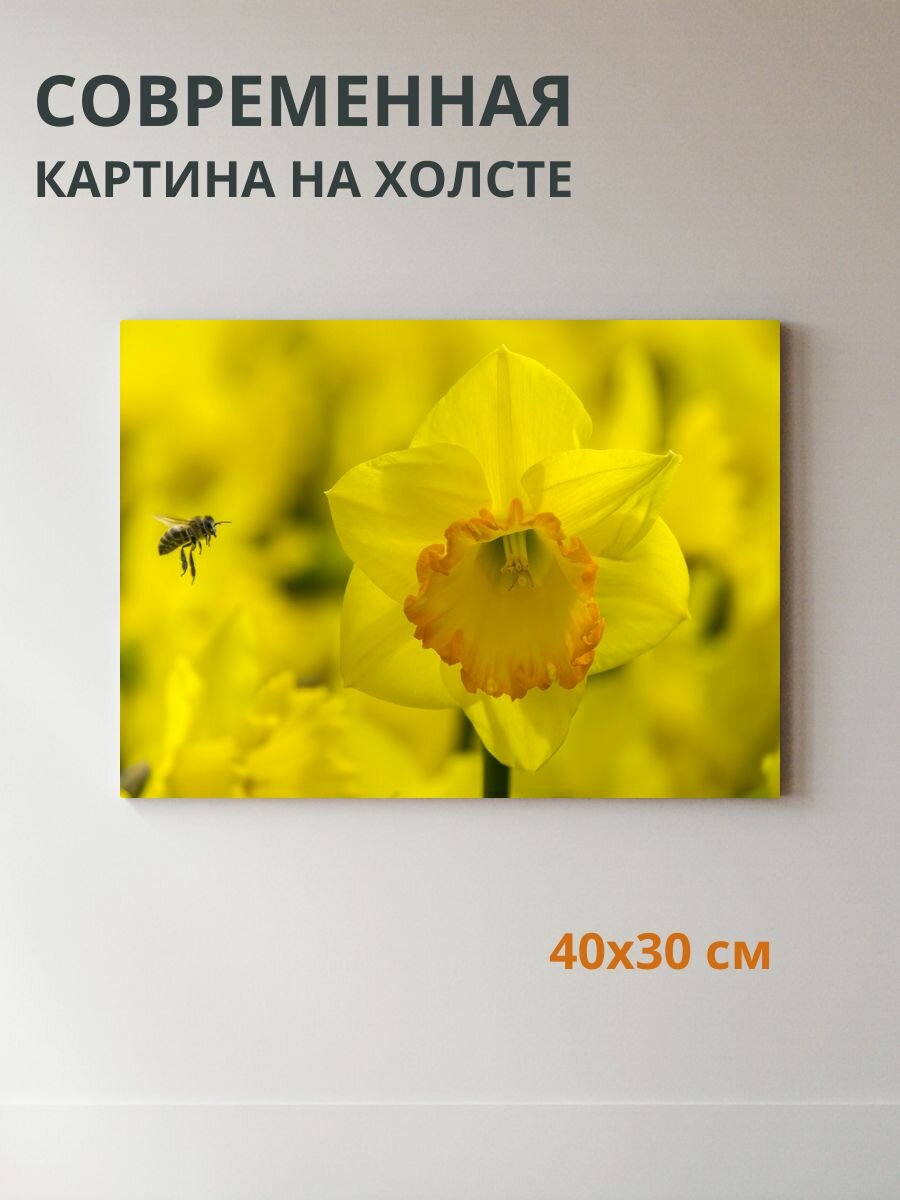 Картина на холсте Пчела и нарцисс 40x30 см
