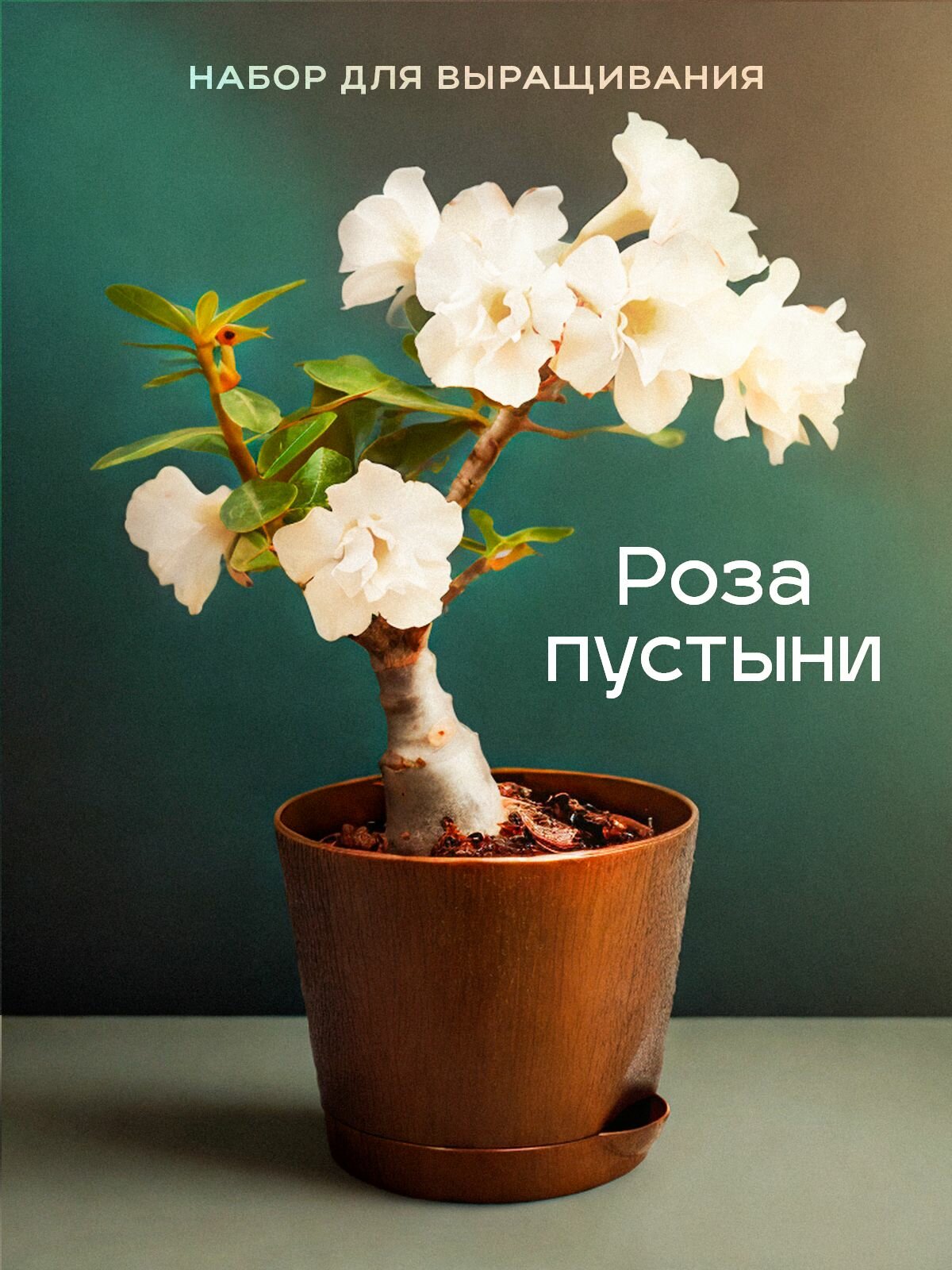 Набор для выращивания растений Роза пустыни