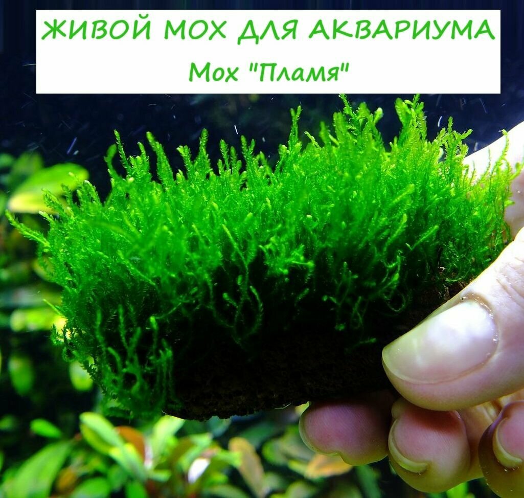 Живое растение для аквариума Мох Пламя