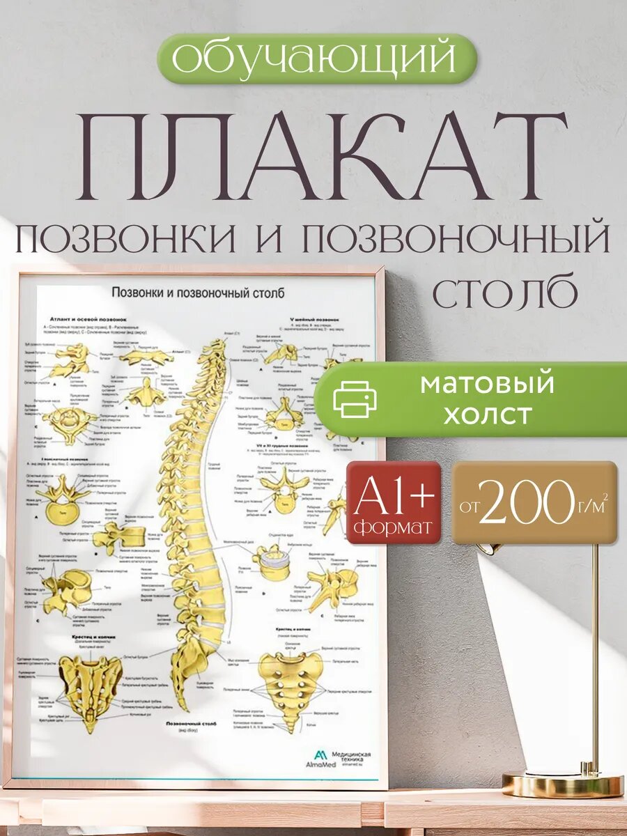 Обучающий плакат "Позвонки и позвоночный столб, (анатомия человека)", размер А1+, матовый холст от 200г/м2
