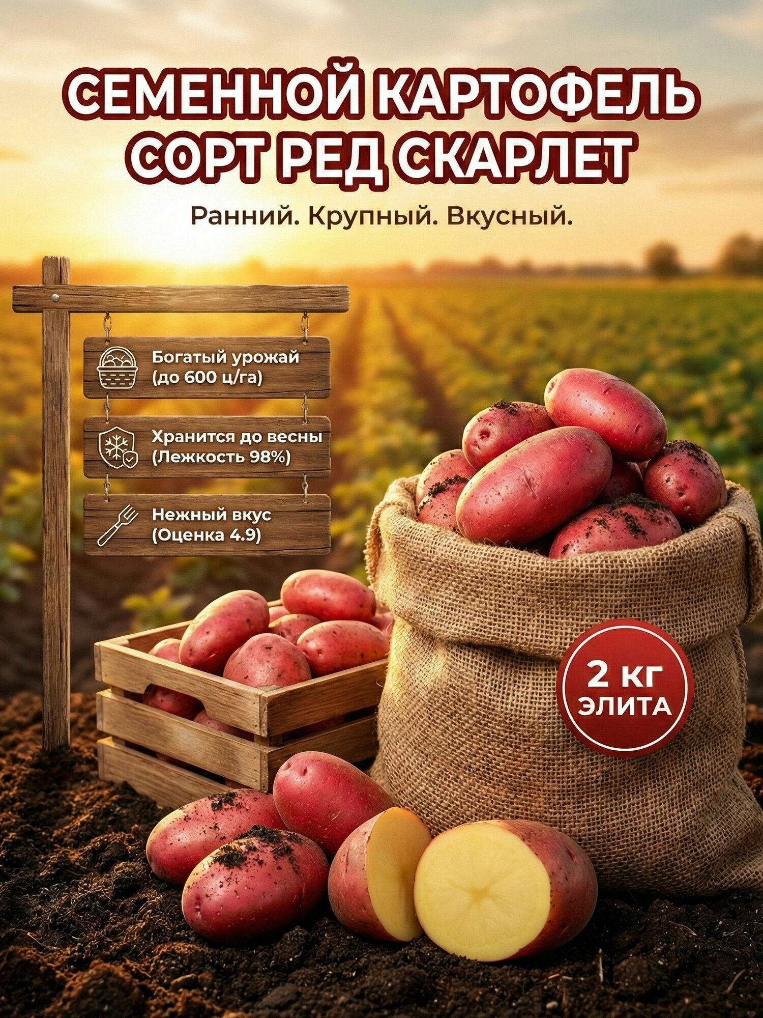 Картофель семенной Ред Скарлет 2 кг клубни на посадку ранний скороспелый сорт для салатов, супов, жарки