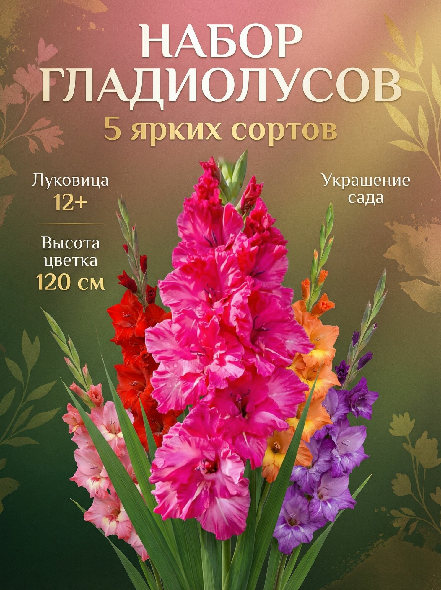 Гладиолусы гофрированные луковицы многолетние микс сортов