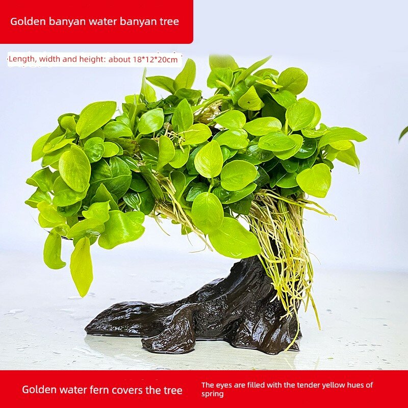 Мховое дерево Ficus 'Golden' - полное покрытие мхом для аквариумов