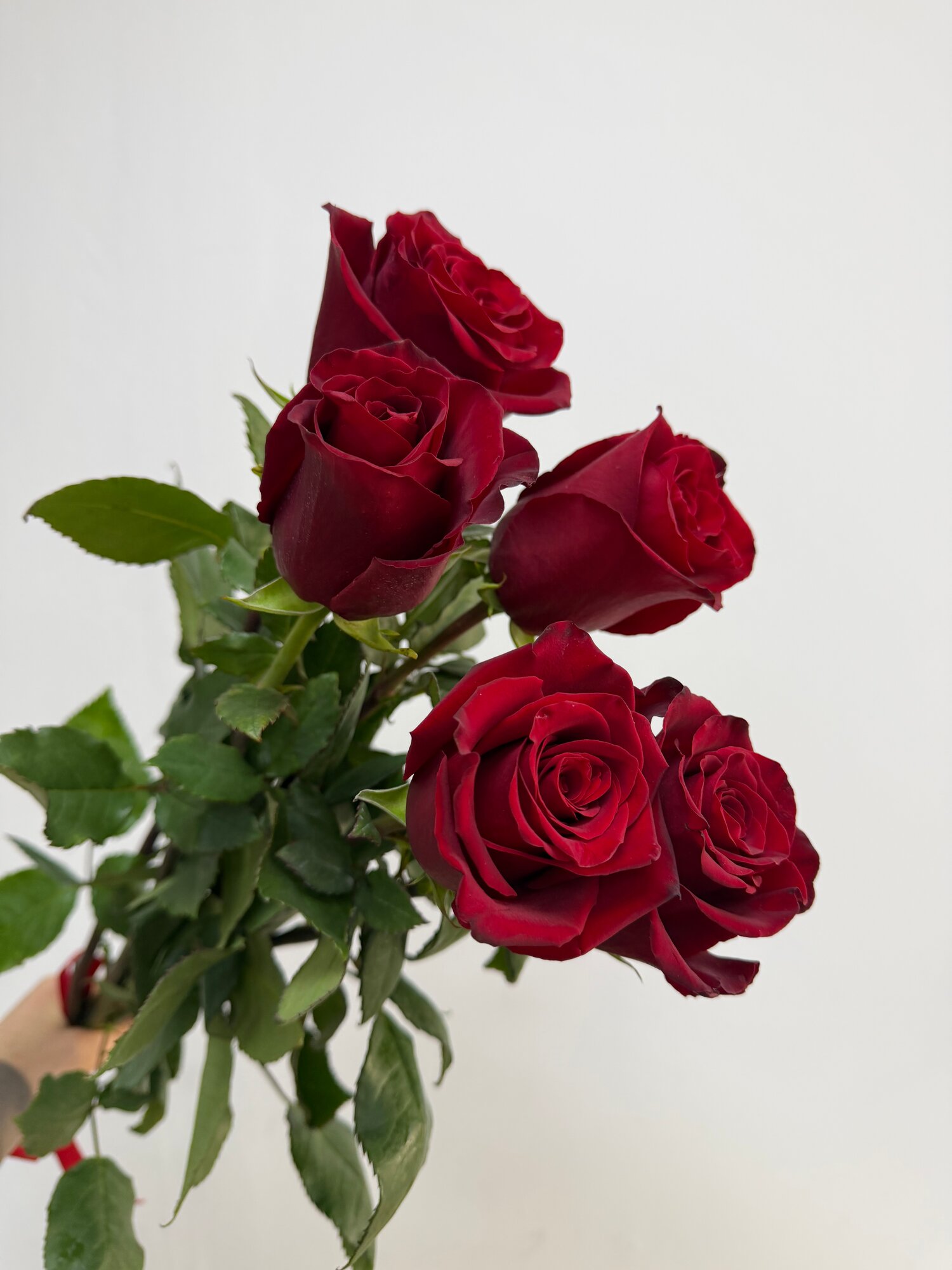 Моно букет из 5 красных роз Эксплорер 70 см под ленту