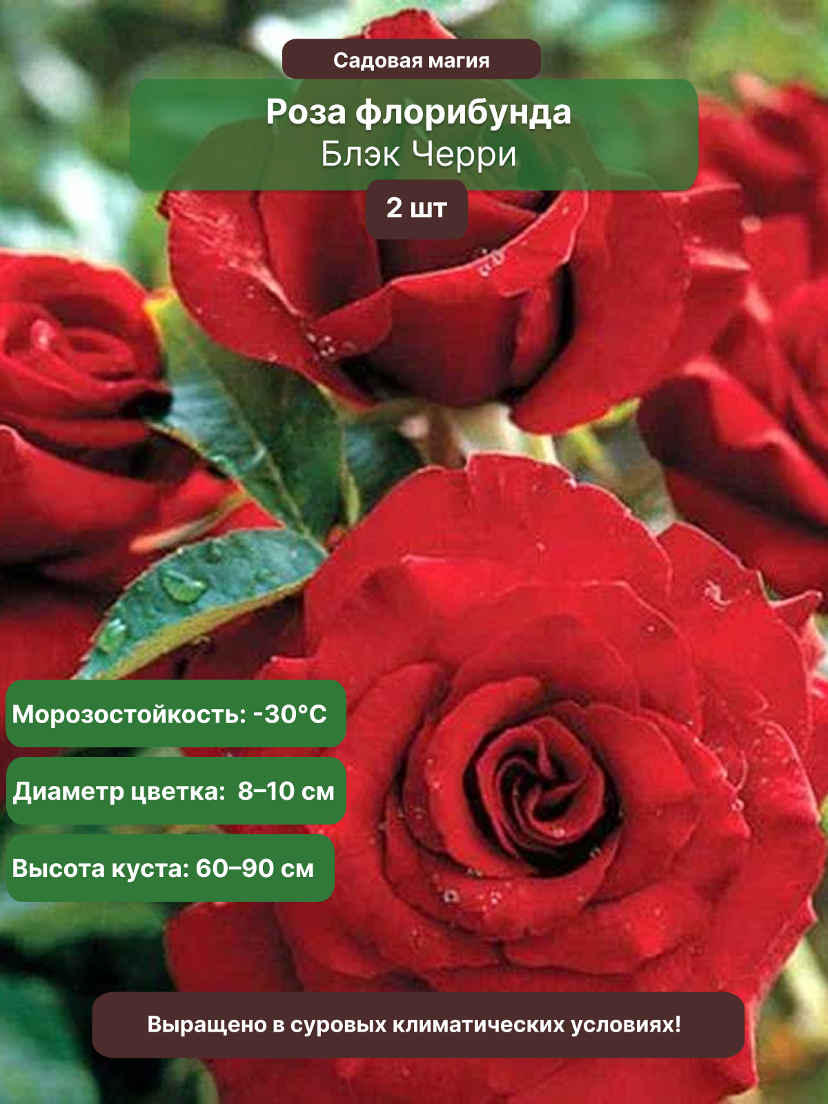 Роза флорибунда "Блэк Черри", морозостойкая, 30-50 см, 2 саженца