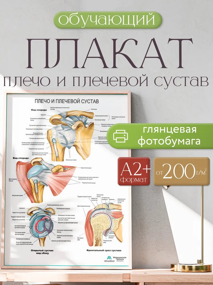 Плечо и плечевой сустав плакат глянцевая фотобумага от 200 г/кв. м, размер A2+