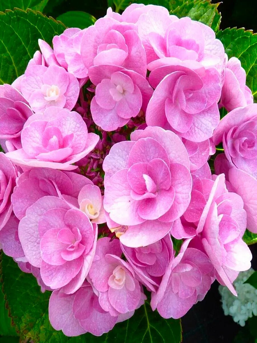 Гортензия крупнолистная Doppio Rosa