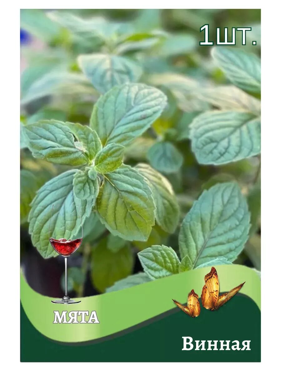 Мята "Винная"