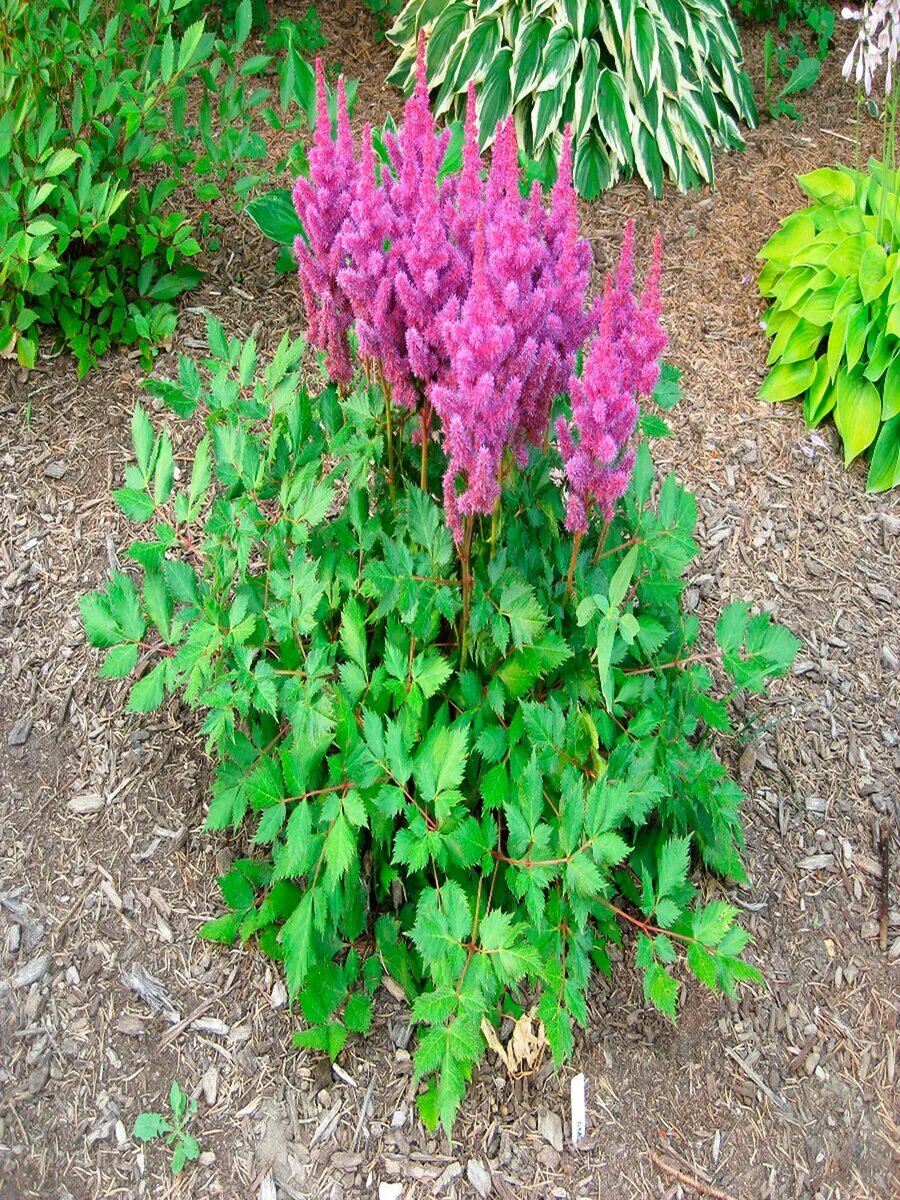 Астильба Арендса Amethyst