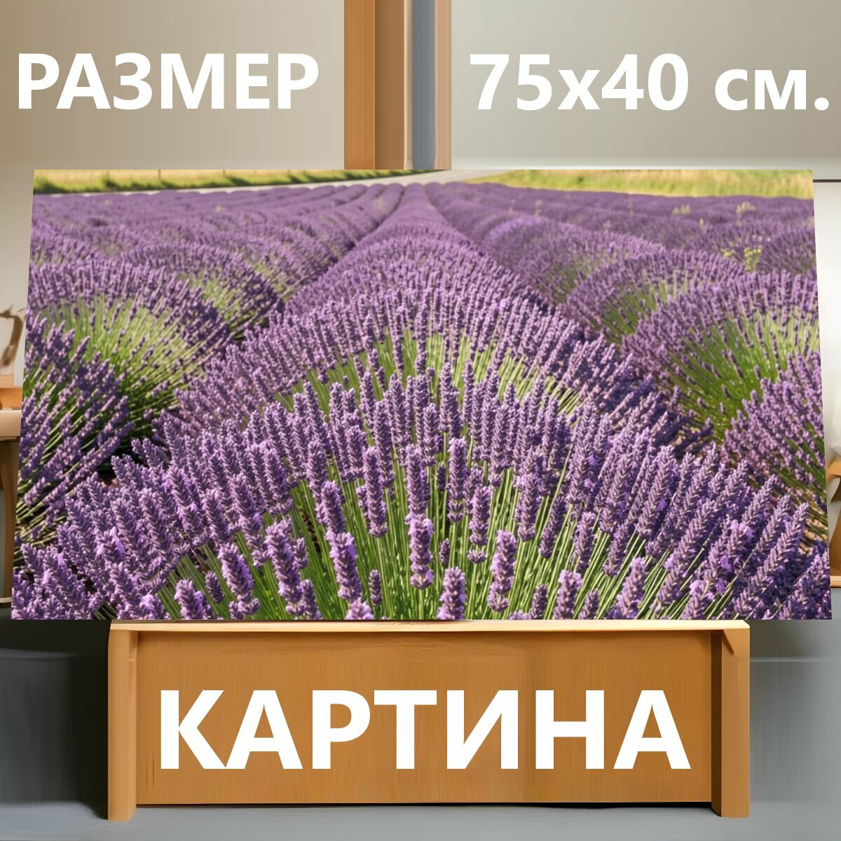 Картина на холсте "Лавандовое поле среди холмов. Бескрайние сиреневые ряды цветущей лаванды на фоне извилистой дороги, зелёных и золотистых." на подрамнике 75х40 см. для интерьера