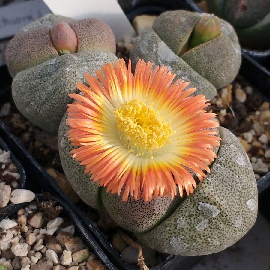 Семена Деодар Суккулент Pleiospilos bolusii 10 шт.