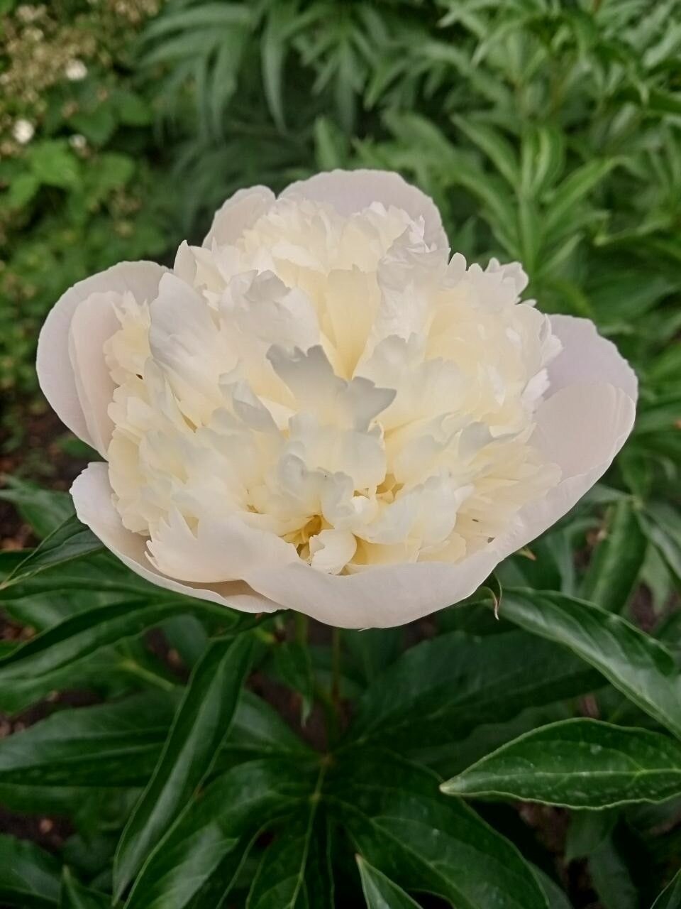 Пион Индира Ганди (Paeonia Indira Gandi)