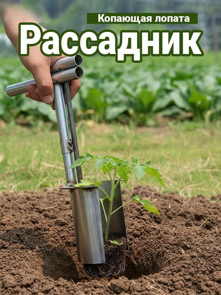 Боковая трансплантация
