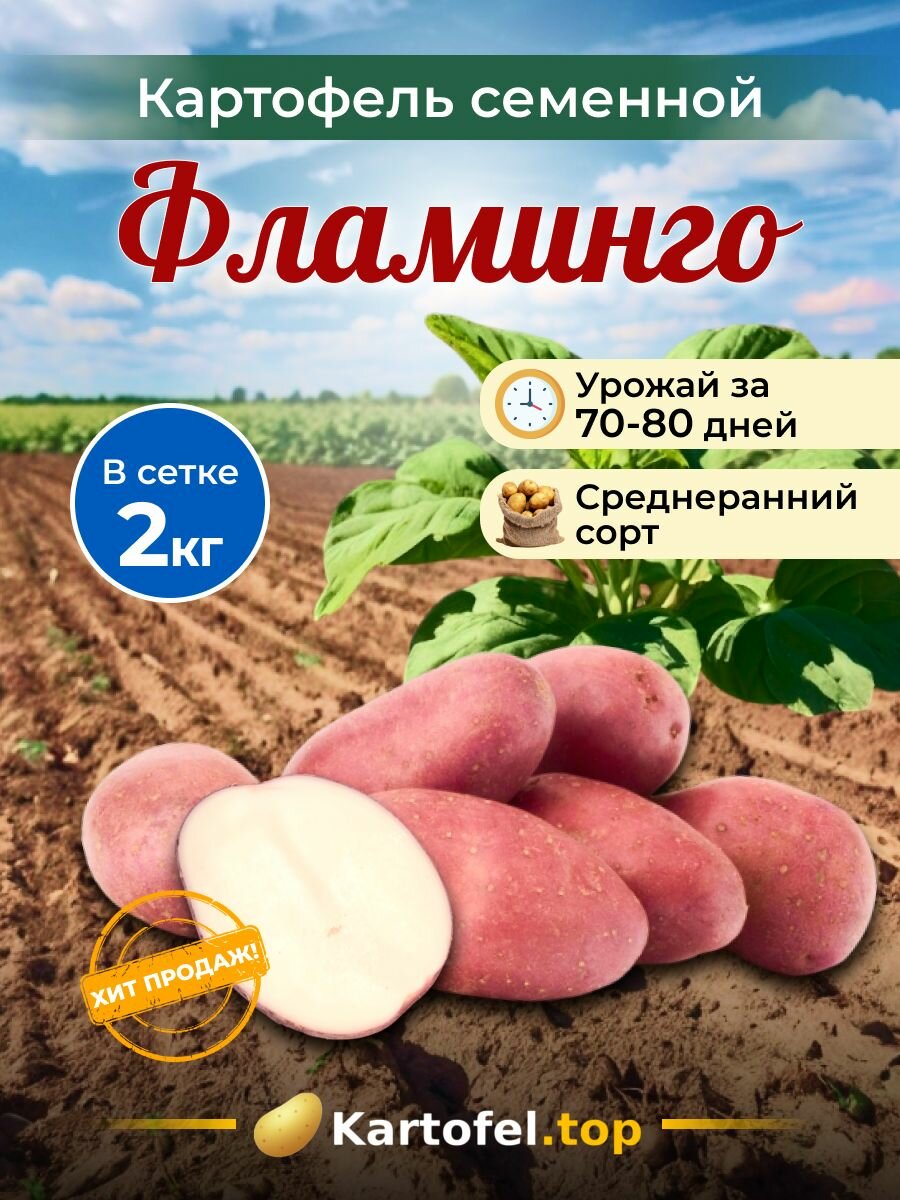Картофель семенной клубни на посадку, саженцы "Фламинго" элита (2 кг)