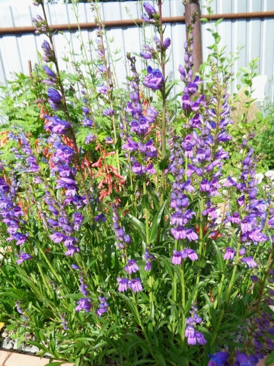 Семена Пенстемон вертикальный (Penstemon strictiformis), 25 штук