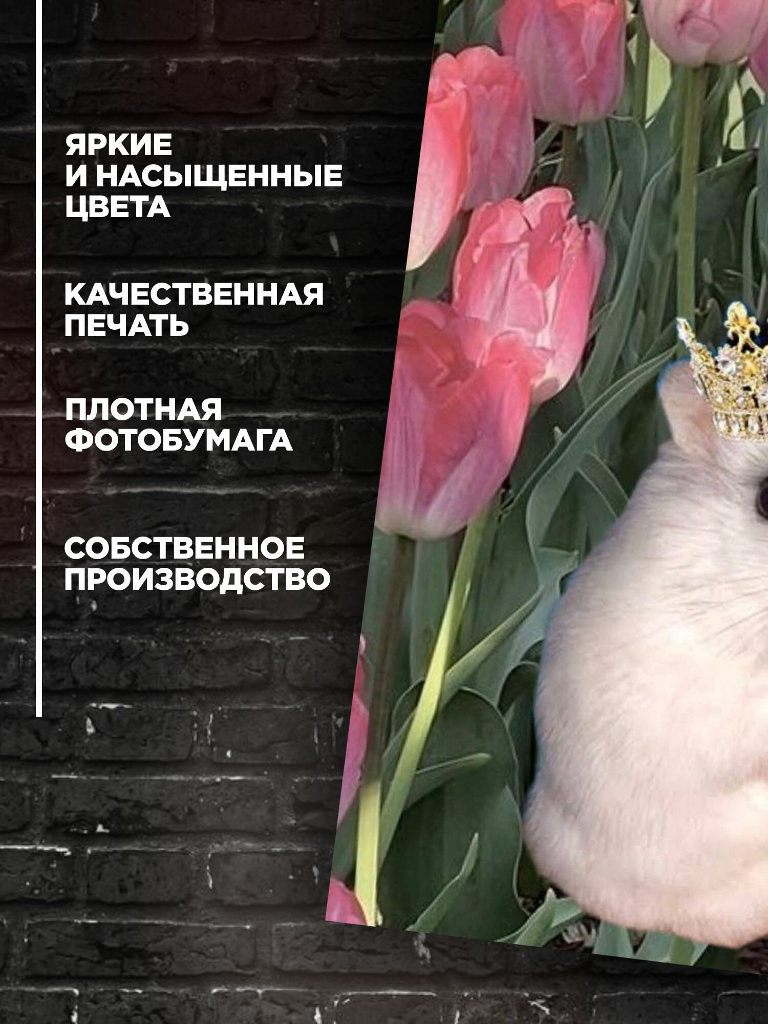 Постер Крысы, Мем — фото 1