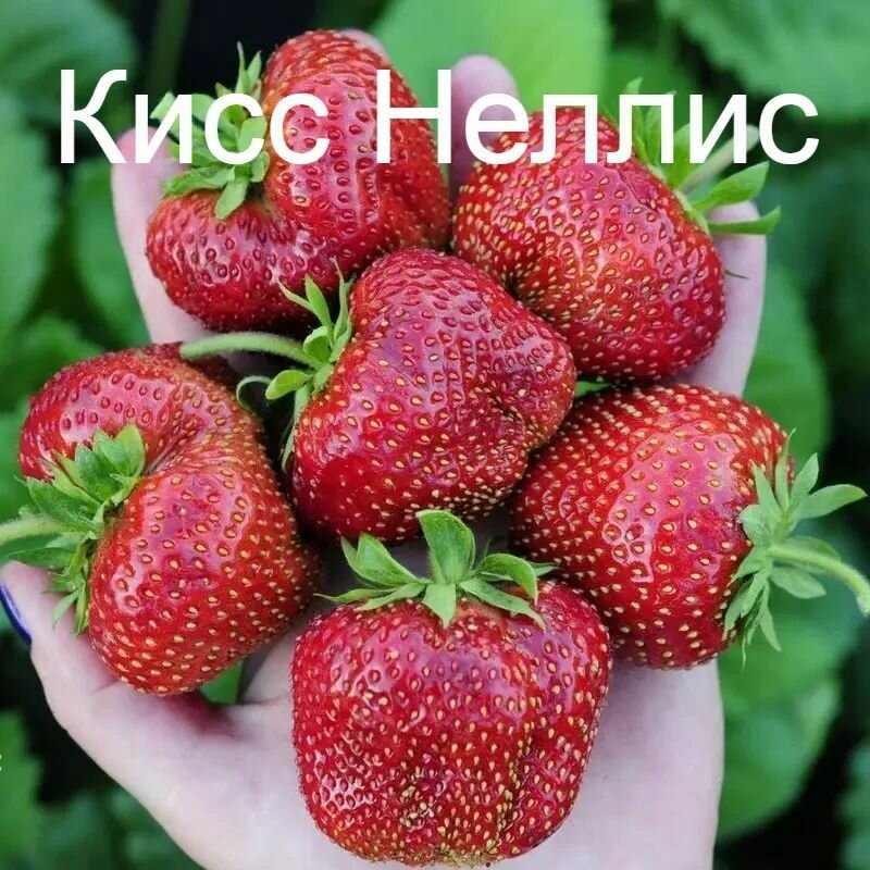 Рассада. Клубника Кисс Неллис.