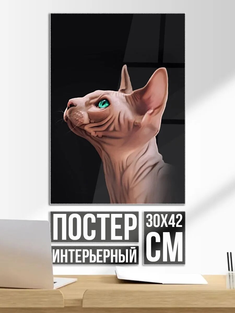 Постер на стену Кот канадский сфинкс