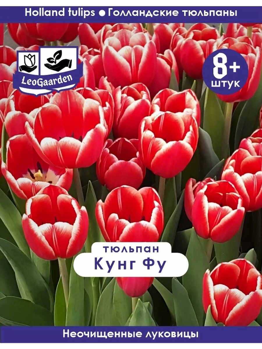 Тюльпан Луковица, Кунг Фу 8+ шт