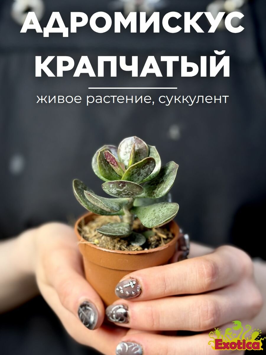 Адромискус Макулатус Гибрид Крапчатый D5см, живой суккулент