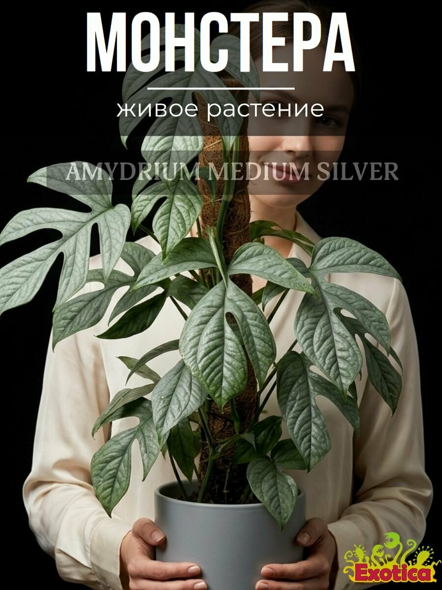Монстера Амидриум Медиум Сильвер (Monstera Amydrium Medium Silver) D6см, живое растение