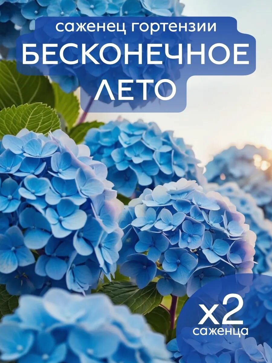 Гортензия крупнолистная сорт Бесконечное лето