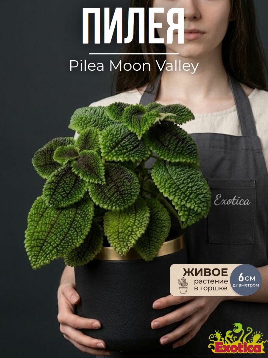 Пилея Мун Валли (Pilea Moon Valley) D6см