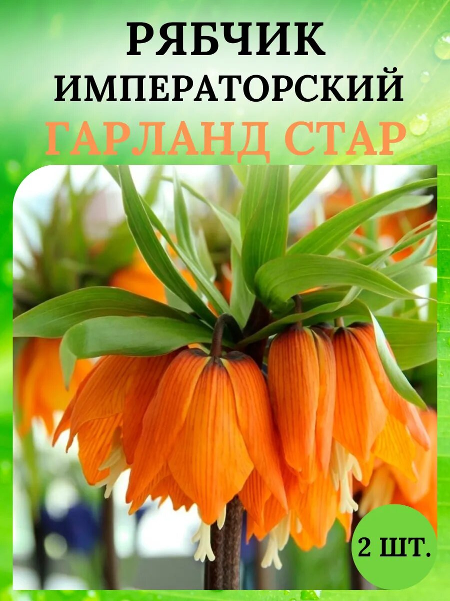 Рябчик императорский, луковицы 2 штуки
