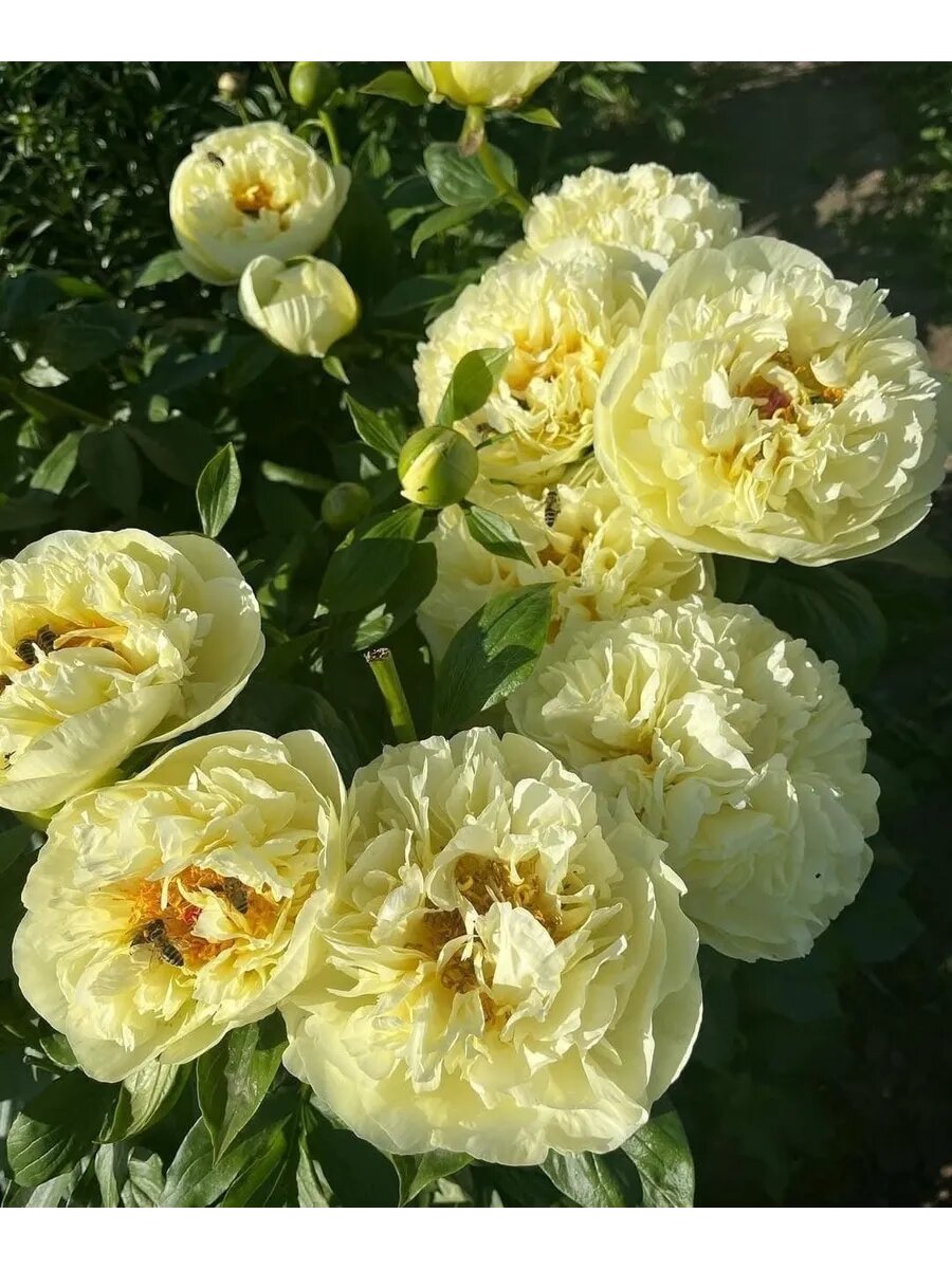 Пион Lemon Chiffon