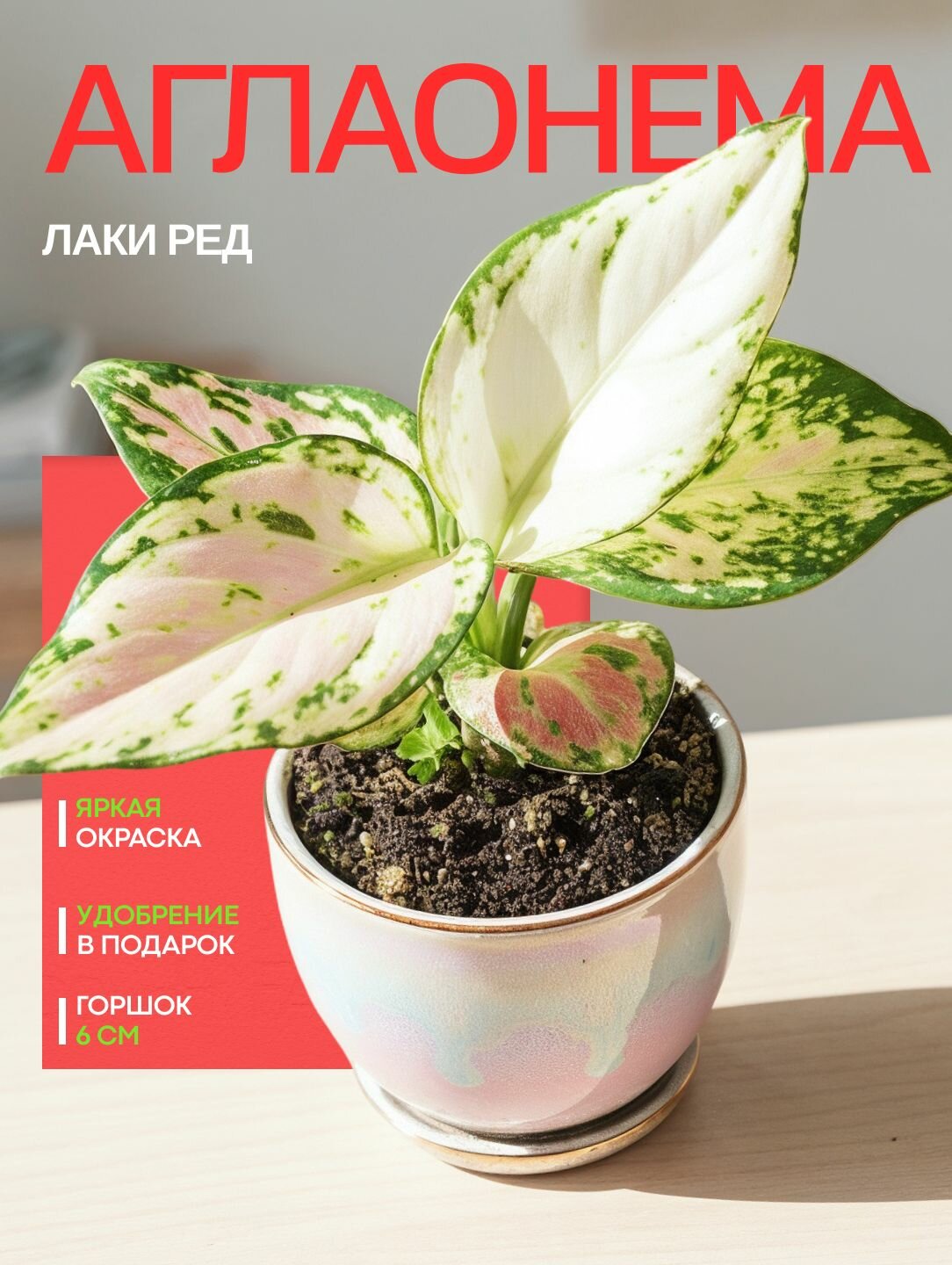 Аглаонема Лаки Ред комнатный цветок в горшке живой