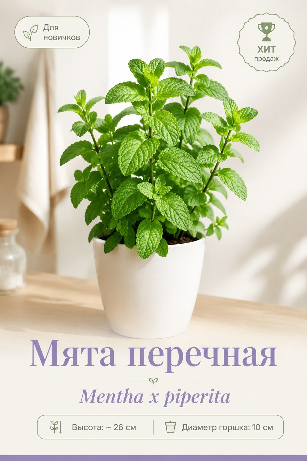 Мята перечная Mentha x piperita живое растение в горшке / семена / рассада ароматная пряная трава для чая и кулинарии