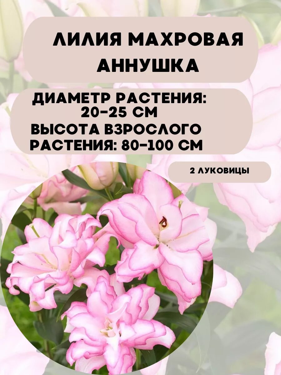 Лилия махровая Аннушка