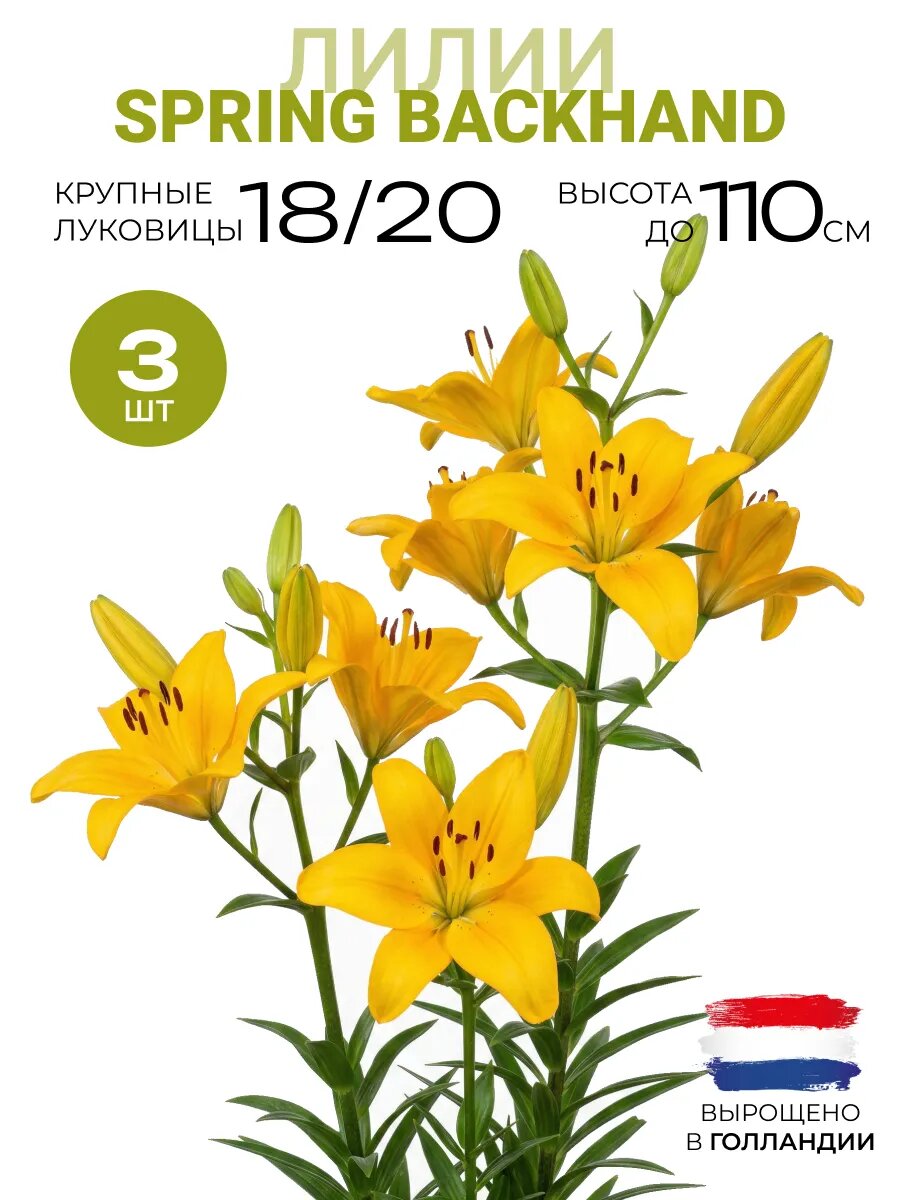 Лилии луковицы многолетние крупные морозостойкие