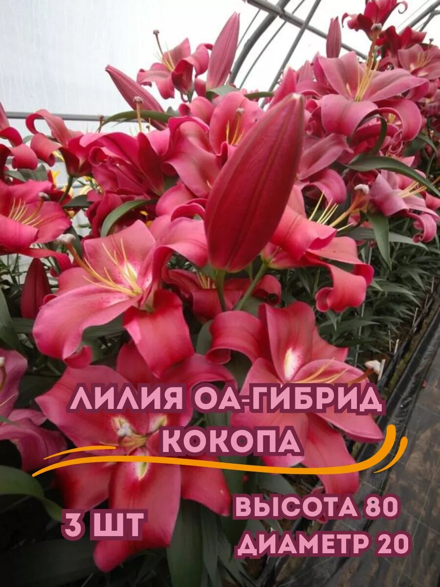 Лилия мартагон луковицы